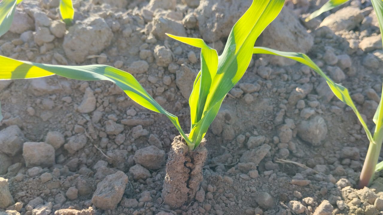 El gusano cogollero y su afectación en cultivo. | Quimagro